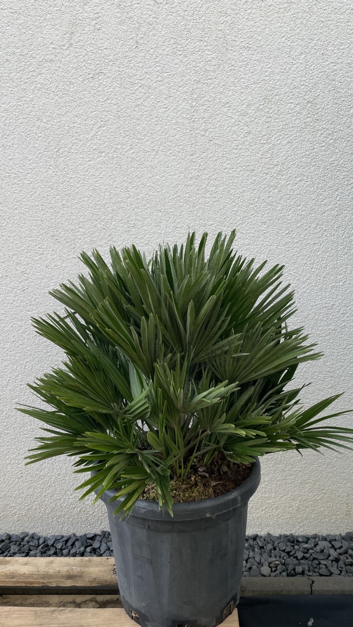 Chamaerops humilis "vulcano" Zwergpalme 90-100cm | CHV-90100