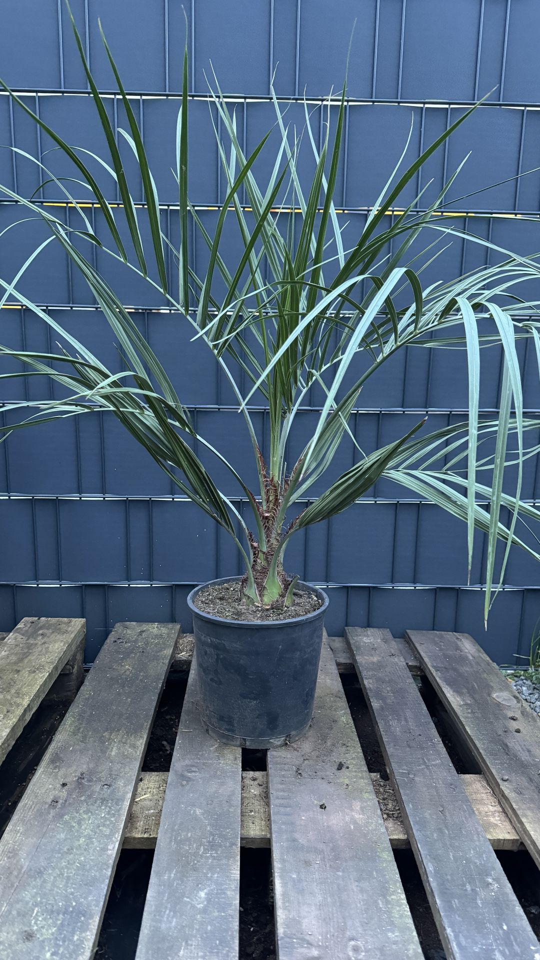 Butia capitata