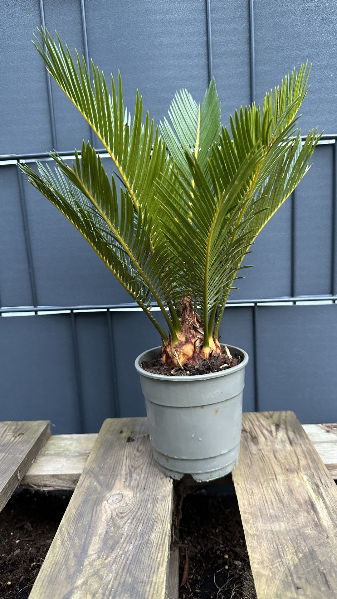 Cycas revoluta - Japanischer Palmfarn