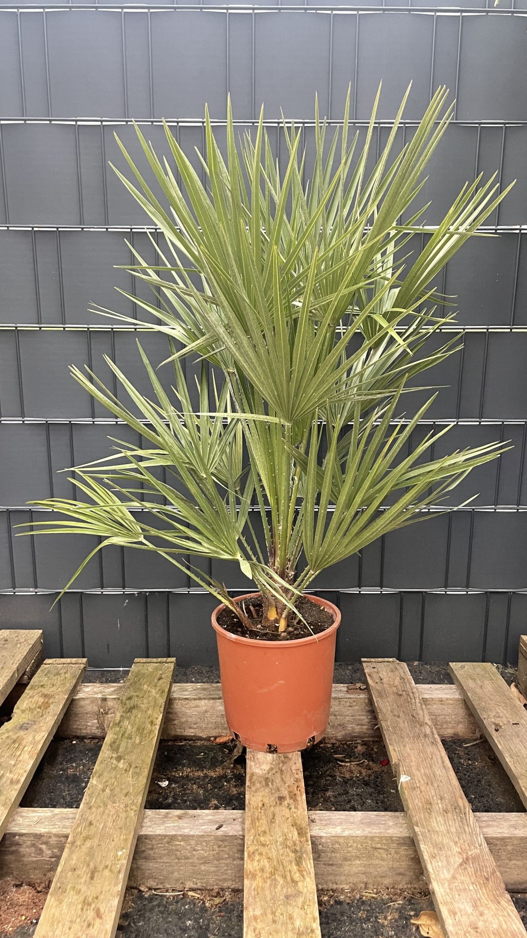 Chamaerops Humilis Winterhart